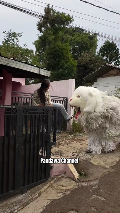 Cewek Cantik Naik Ke Atas Pagar Dikejar Can Macanan - YouTube