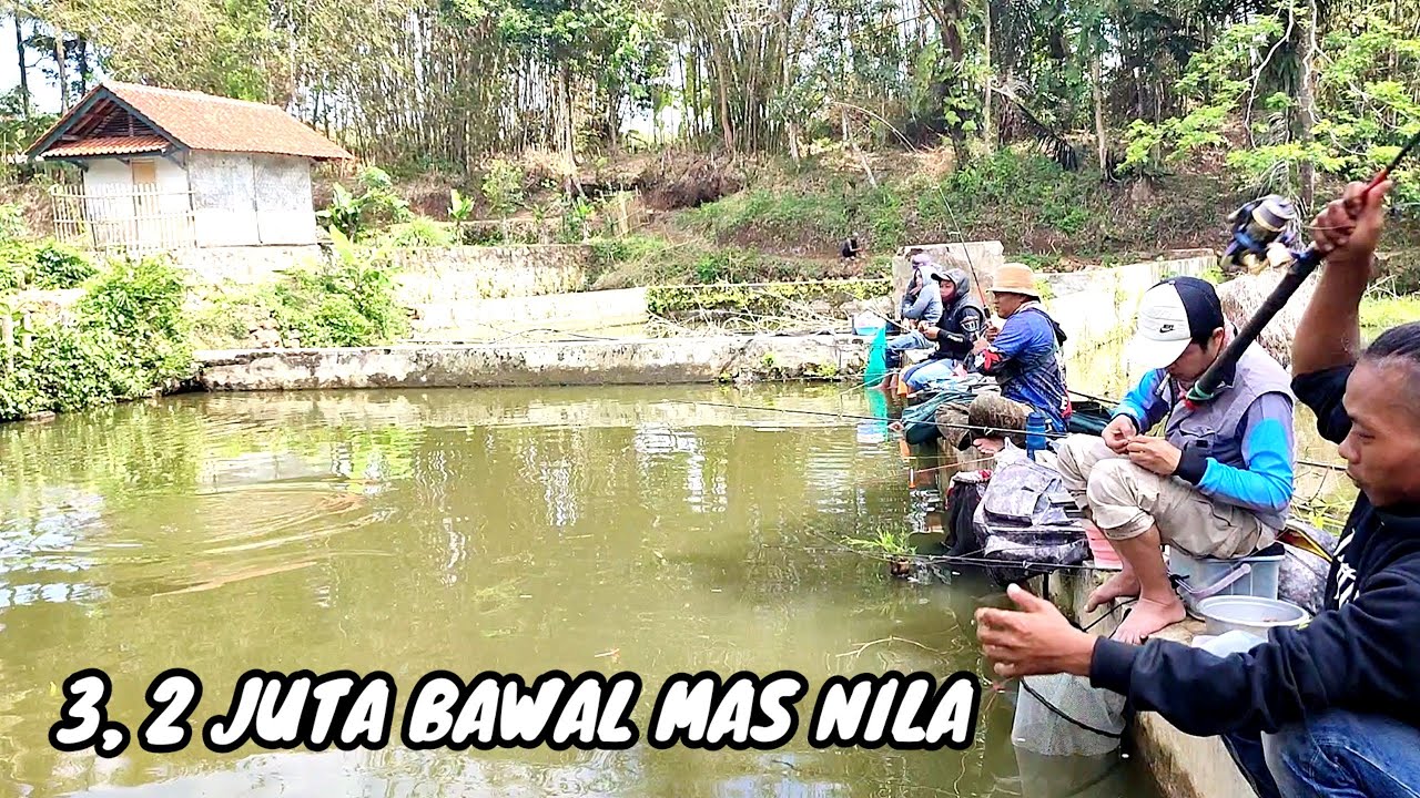 MANCING BORONGAN IKAN BAWAL MAS NILA HARGA 3,2 JUTA + LIWET !! ANGLERS ...