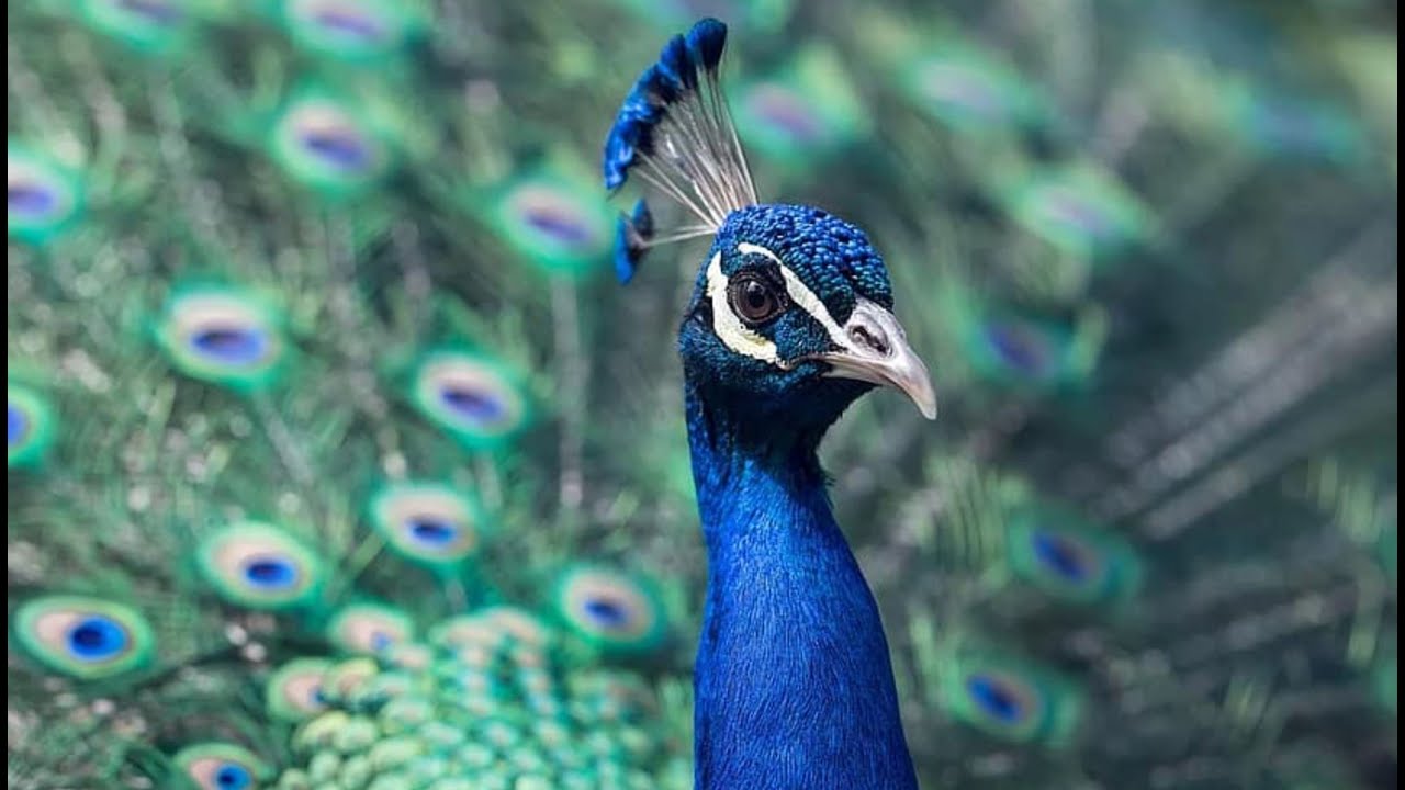 🦚Peacock dancing for the audience, spreading feathers - YouTube