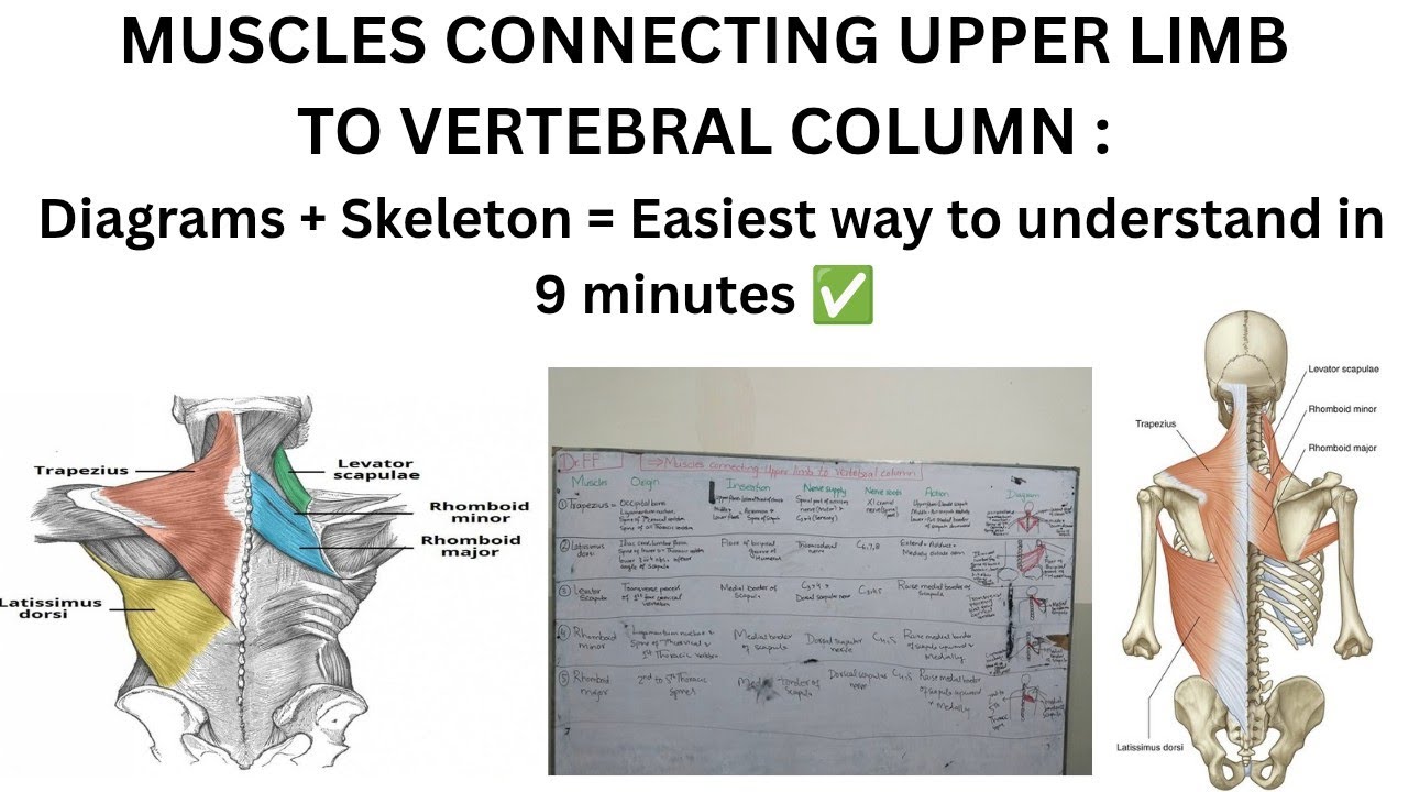 Diagrams+Skeleton=Easiest way to learn "Muscles connecting Upper limb ...