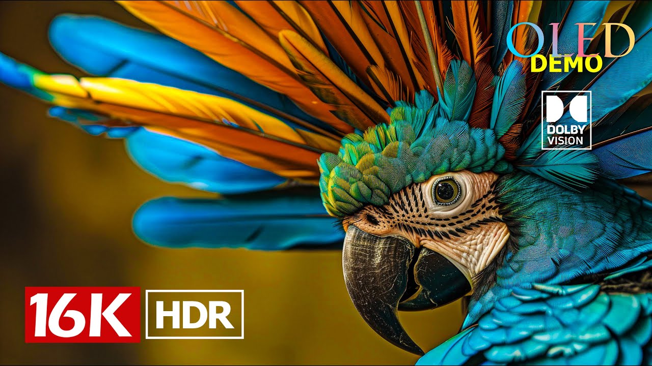 16K Video - Dolby Vision HDR16K VIDEO ULTRA HD 1000 FPS - YouTube