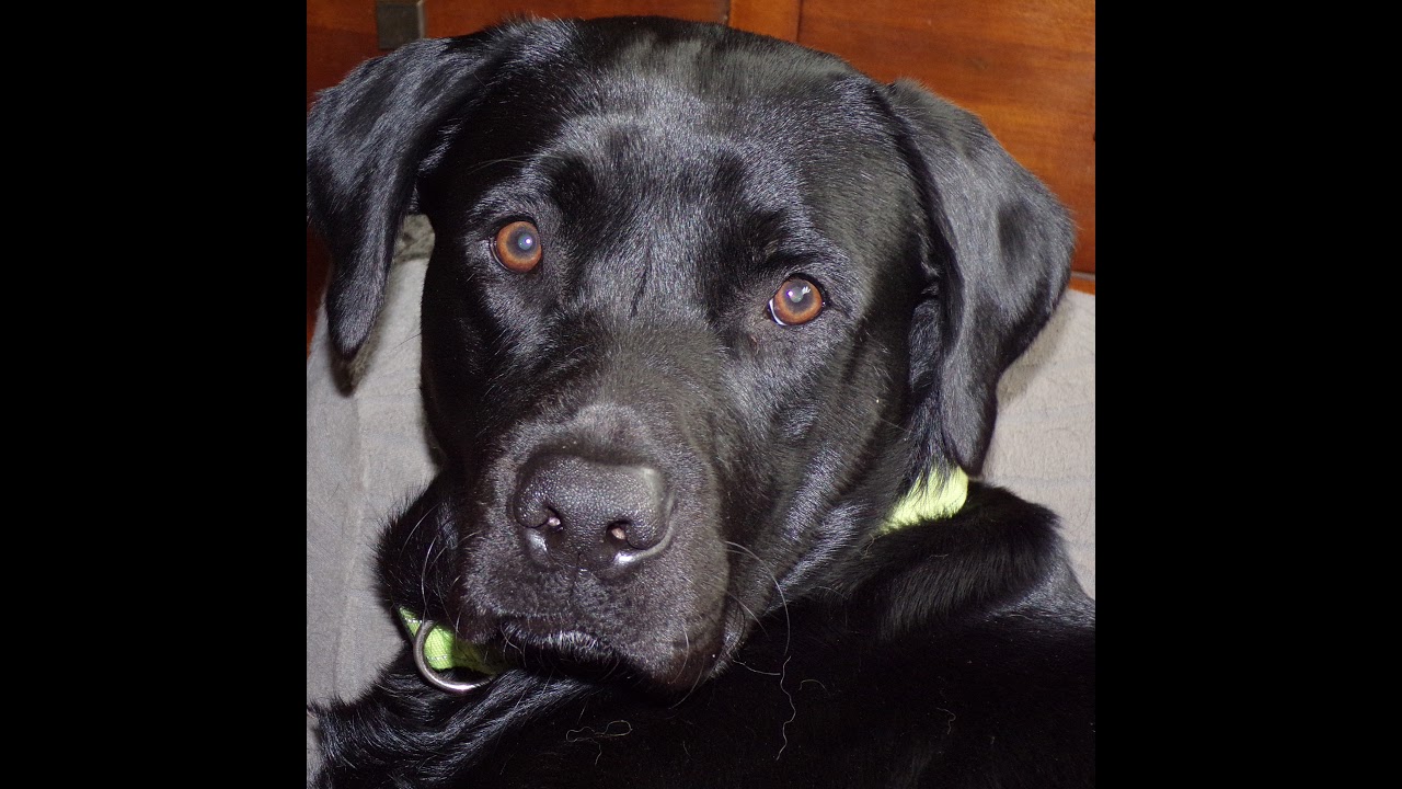 Pat Devlin Live Stream - YouTube