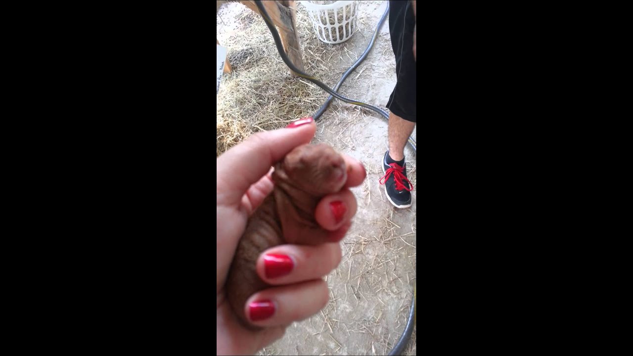 Baby rabbit squealing - YouTube