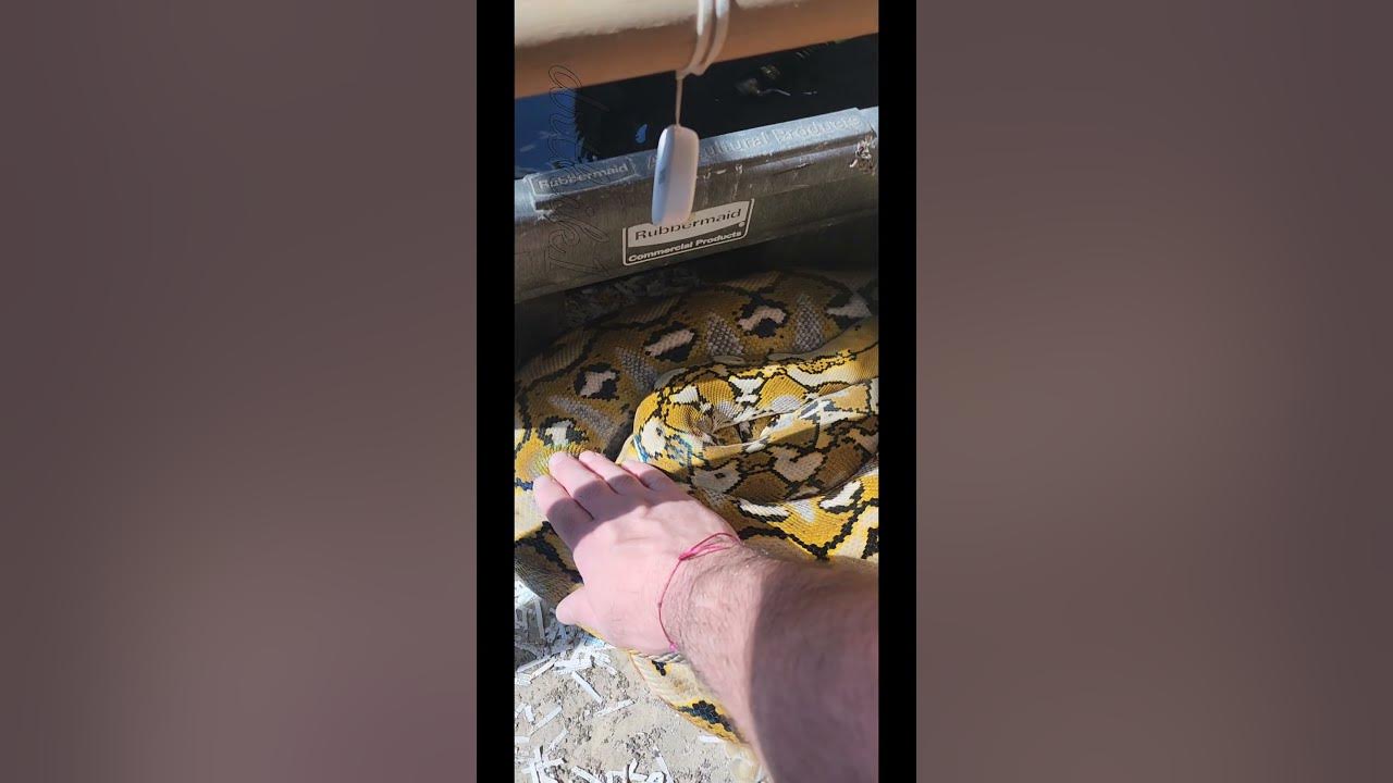 sulawesi reticulated python - YouTube