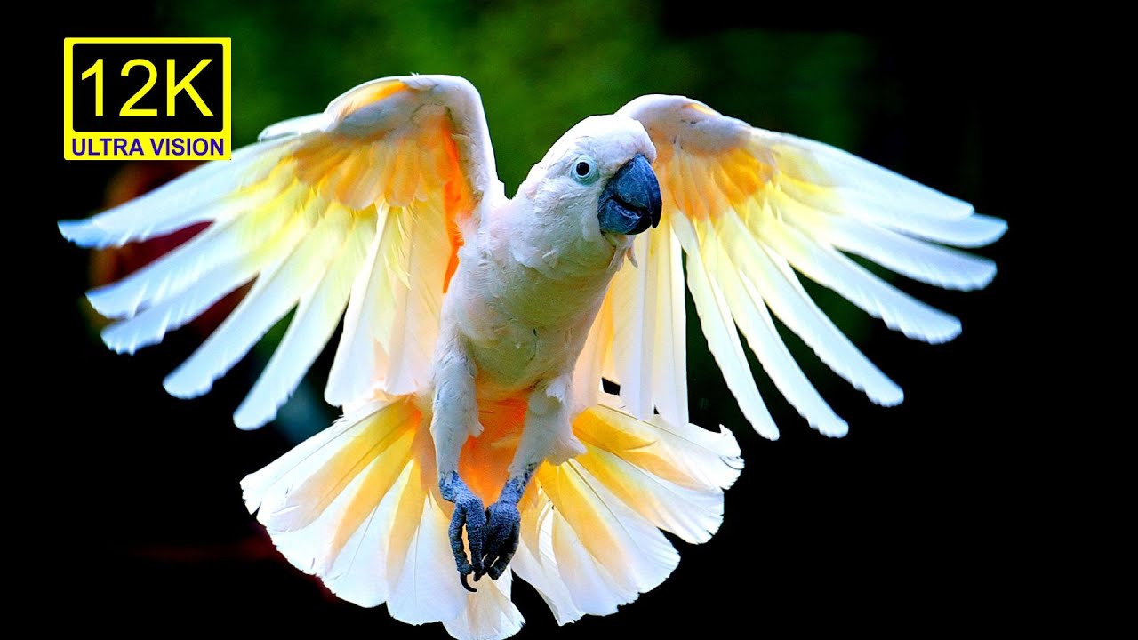 A Beautiful Cockatoo Bird | Cockatoo Relaxing Moments | Cockatoo 8k ...