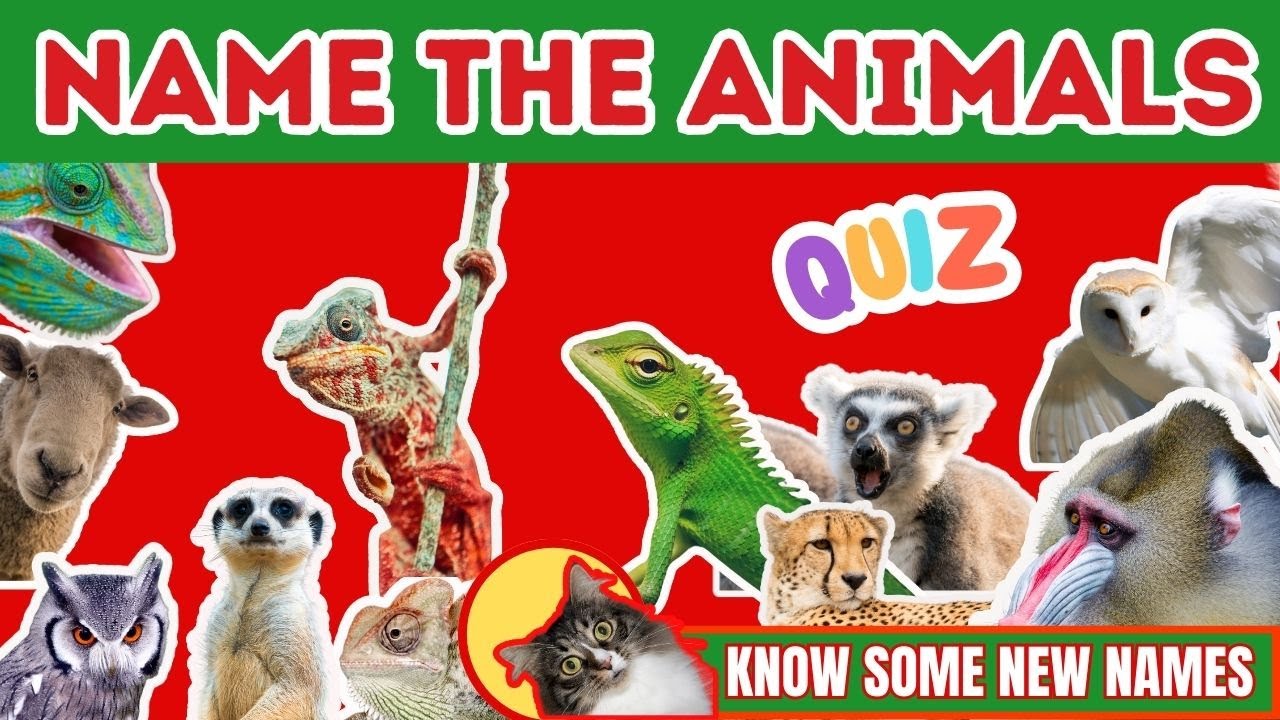Name the 100 animals in 3 seconds: easy, medium, or hard. #Quiz Quiz ...