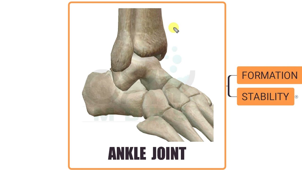 Anatomy Of Ankle Joint