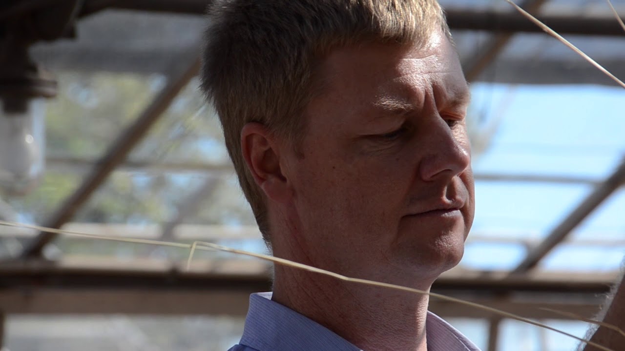 Understanding and controlling feathertop Rhodes grass - M.Widderick ...