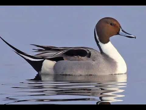 Kıl Kuyruk 1 - YouTube