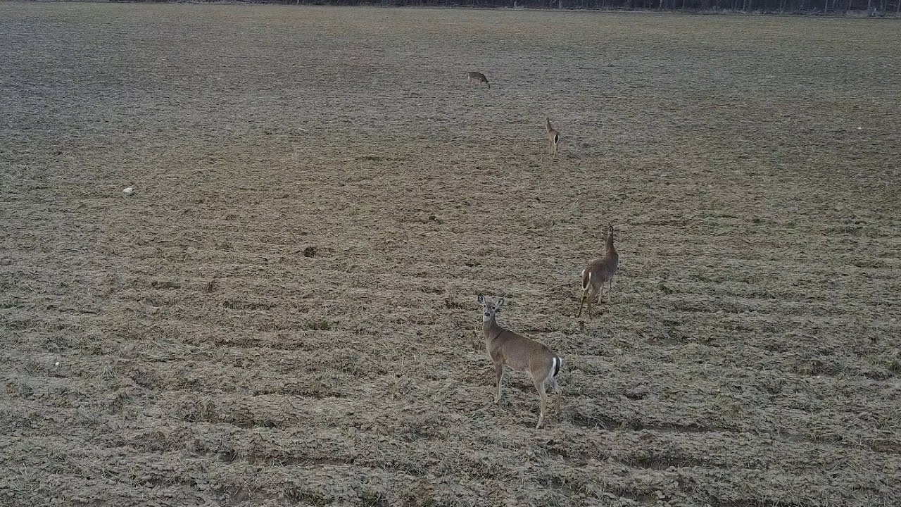 [4K] Drone Footage of Michigan Whitetail Deer DJI Mavic Pro - YouTube