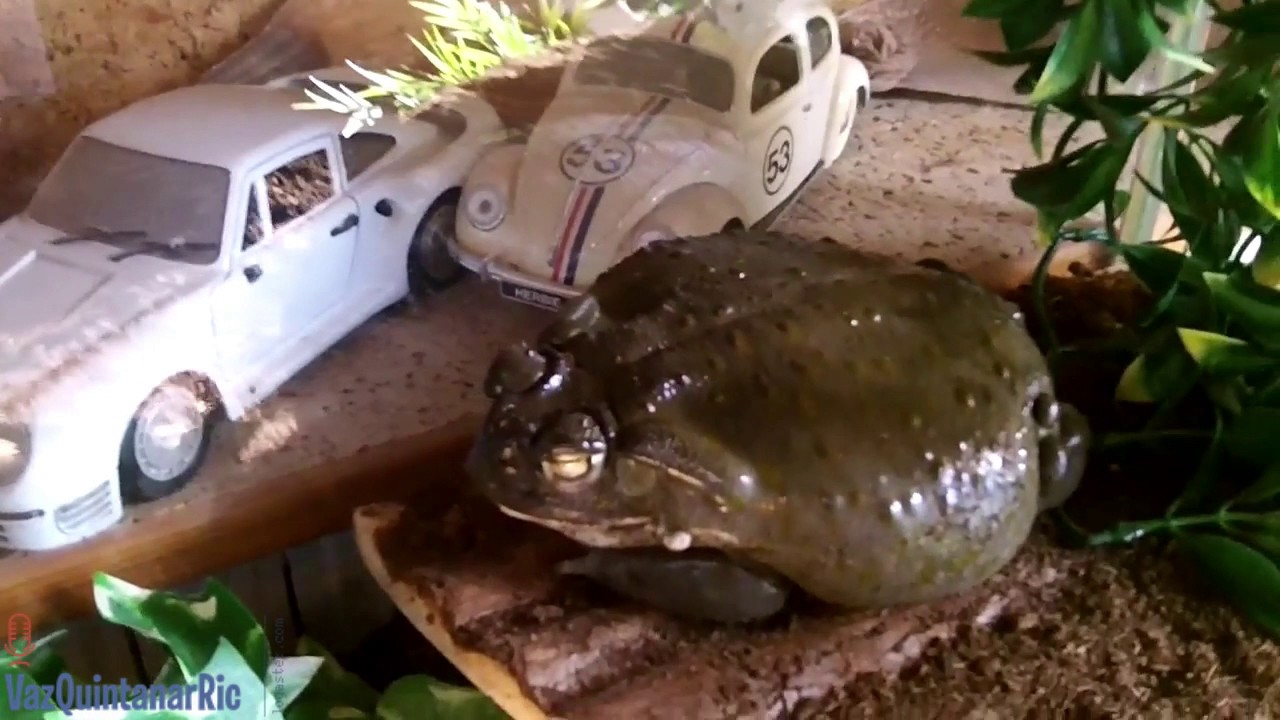 Sapo Bufo Alvarius - DMT en Sapo - YouTube