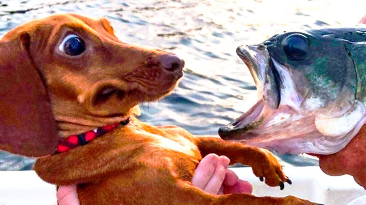 Funny Dogs Will Make You Laugh Until You Cry - Relaxation Time - YouTube