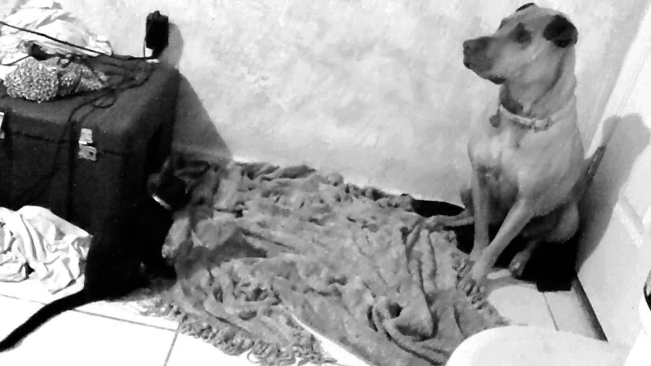 Baby Fidel (Cat ) Attacks Our Shar-Pit Melody (Dog) - YouTube