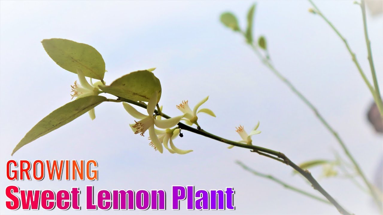 Growing Sweet Lemon Plant || One Of The Best Low Maintains Plant - YouTube