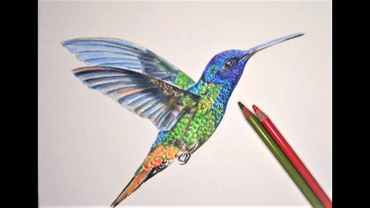 How to Draw a Hummingbird ll Colour pencil drawing - YouTube