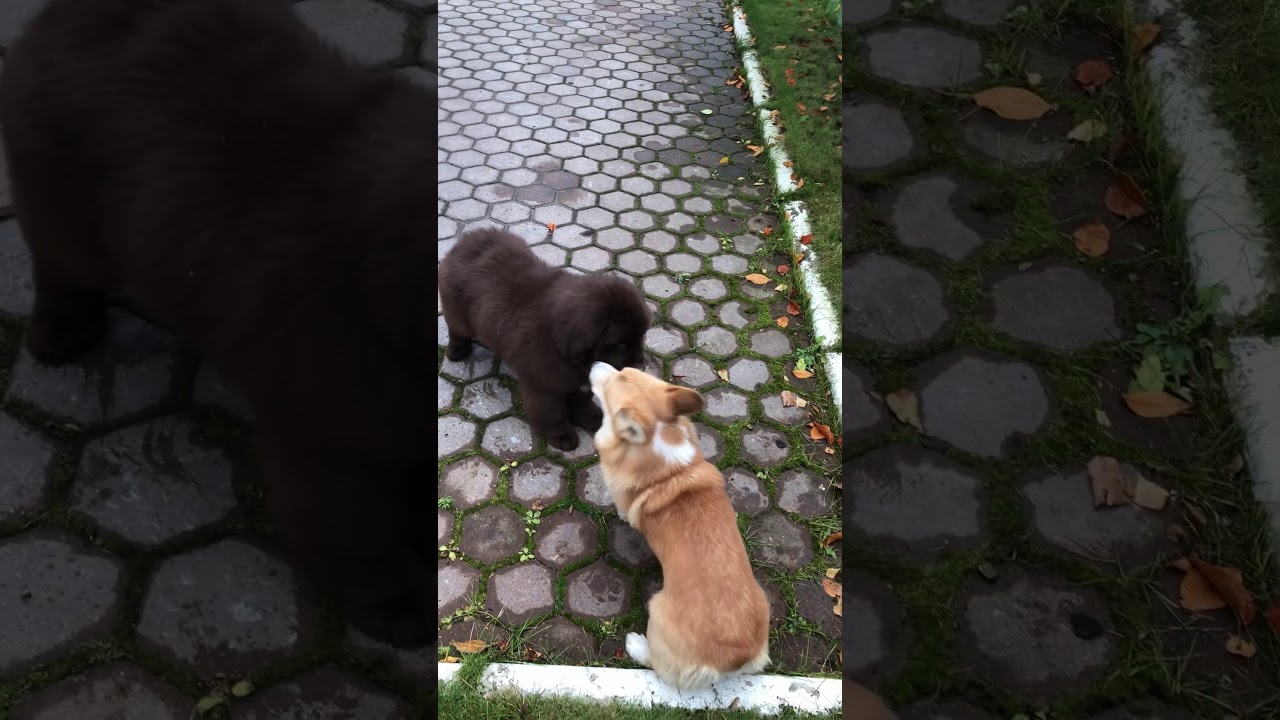 Newfoundland puppy and corgi. First meeting - YouTube