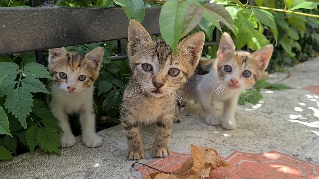 Adorable Timid Kittens that have never been out of their nests Before ...