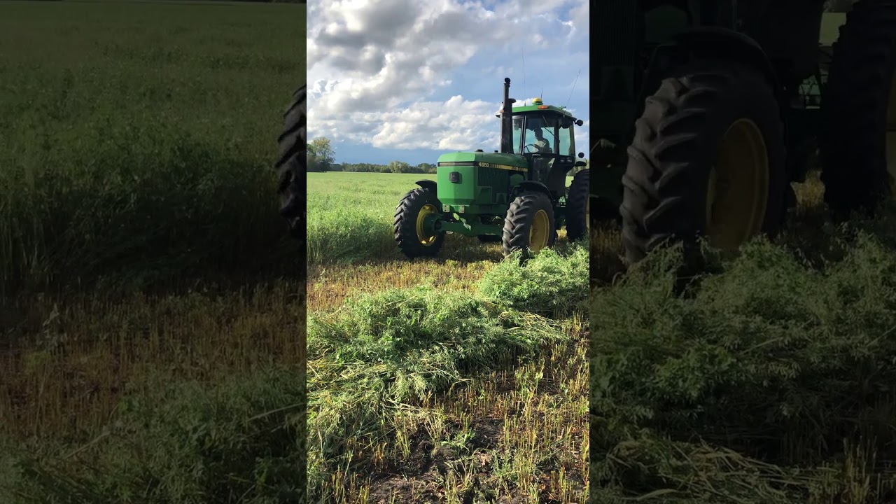 Oats and Pea Harvest: Our First Year of Cover Crop for Silage - YouTube