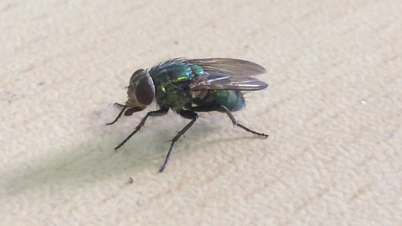House Fly - Close up - YouTube