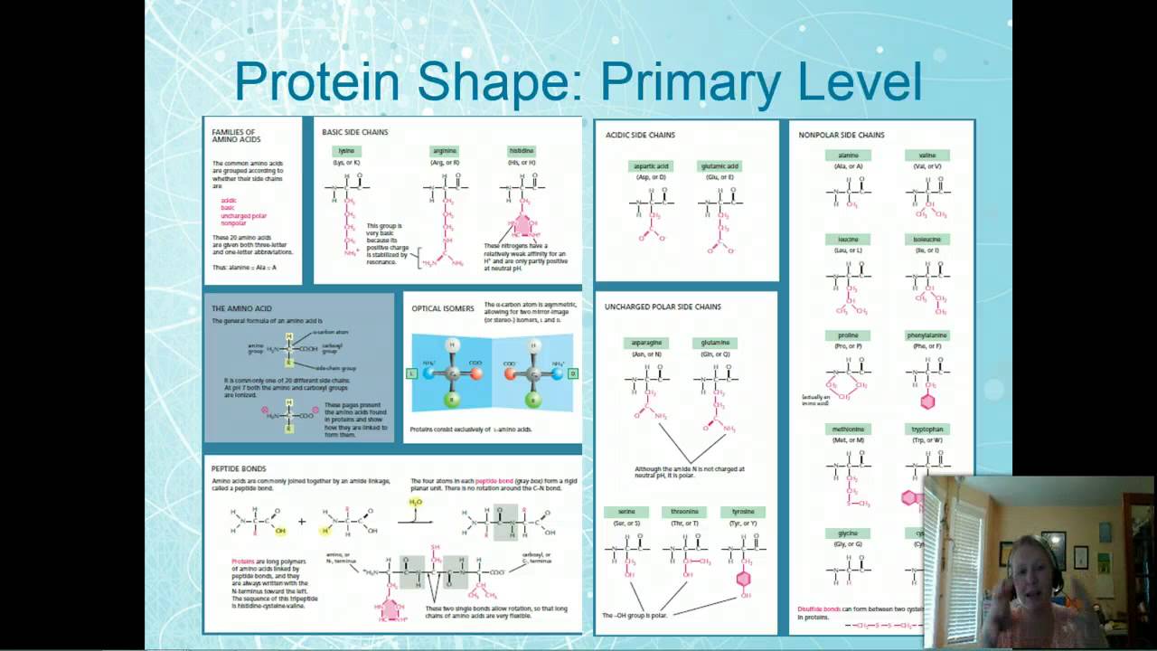 B204: Chapter 4 Part 1 - YouTube