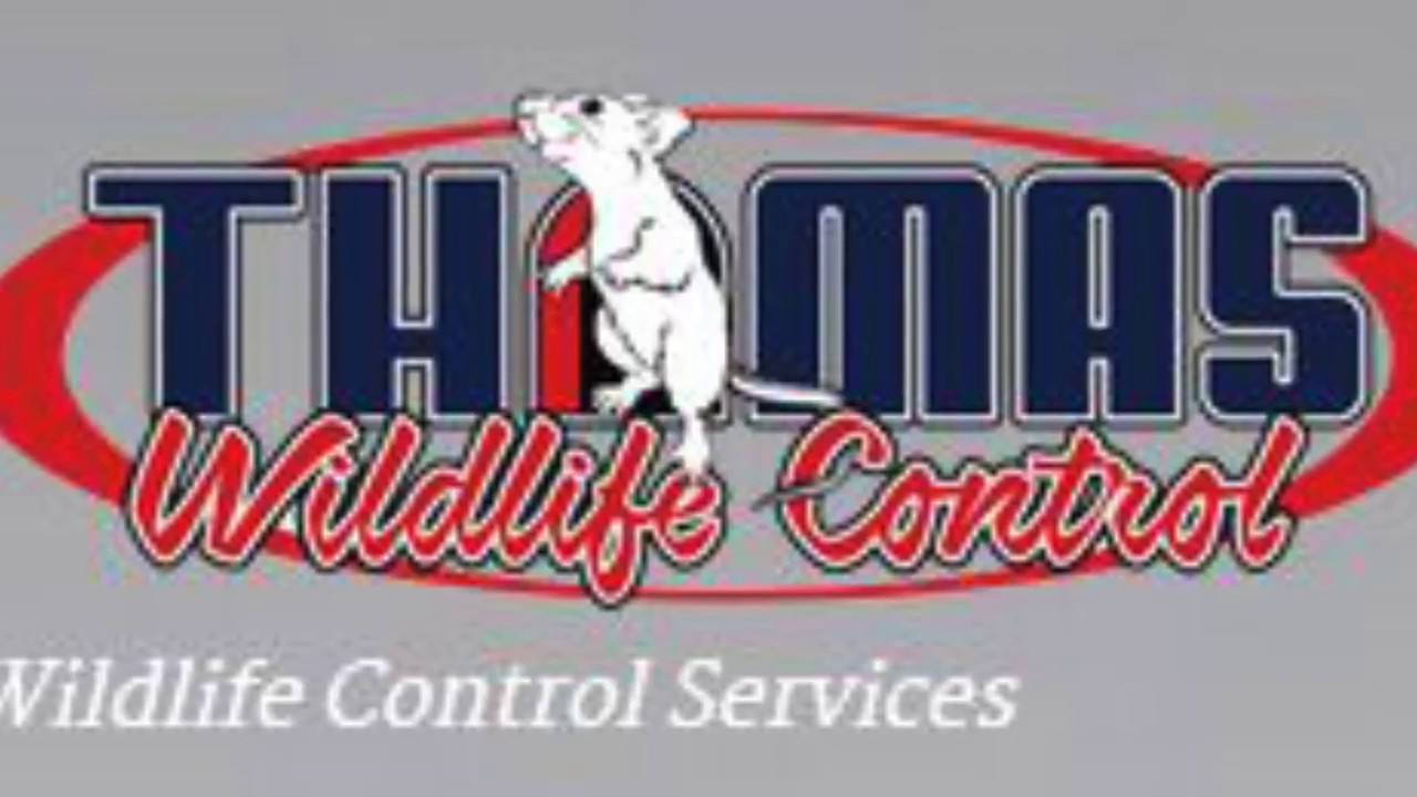 Thomas Wildlife Control | Sacramento | Folsom | 916 500 9027 - YouTube