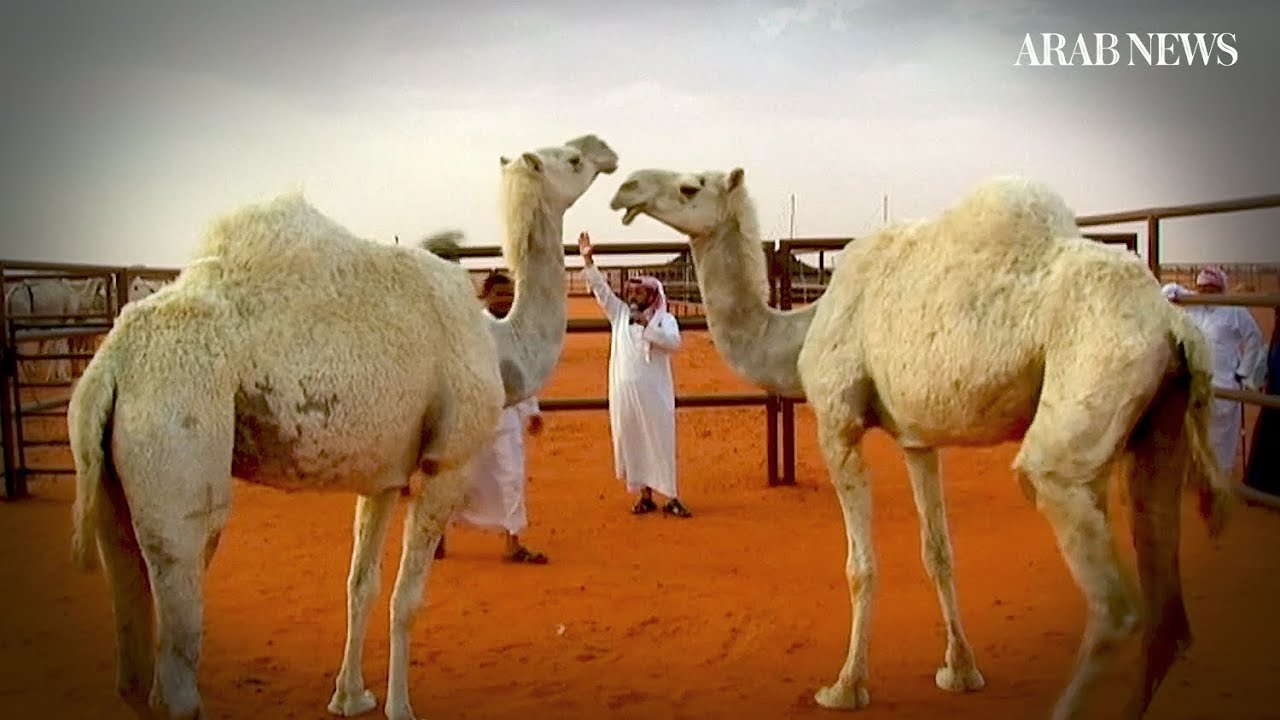 UAE company turns camel milk into baby formula - YouTube