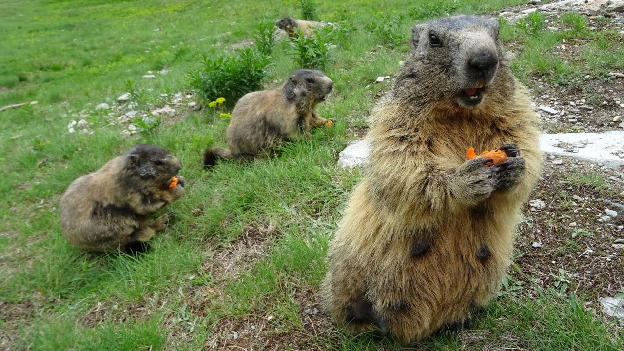 Marmotte