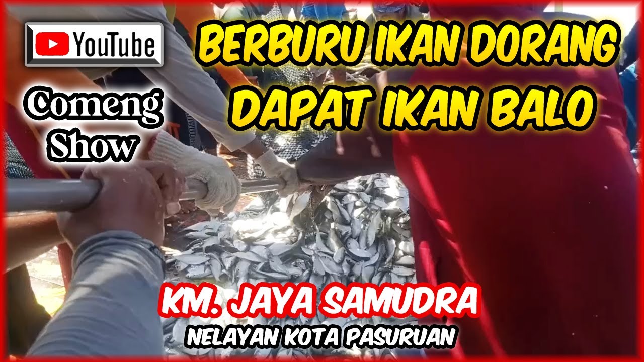 BERBURU IKAN DORANG DAPAT 2 TON IKAN BALO - KM. JAYA SAMUDRA 1 ...