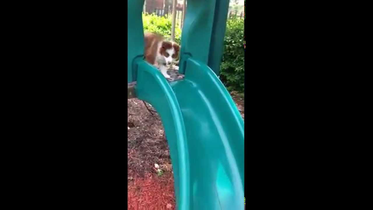 Puppy Slides - YouTube