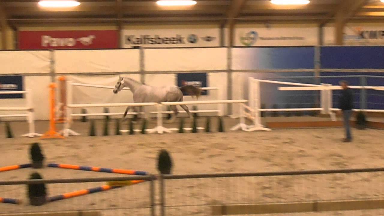 Mr Blue x Colino x Calvados stallion - YouTube