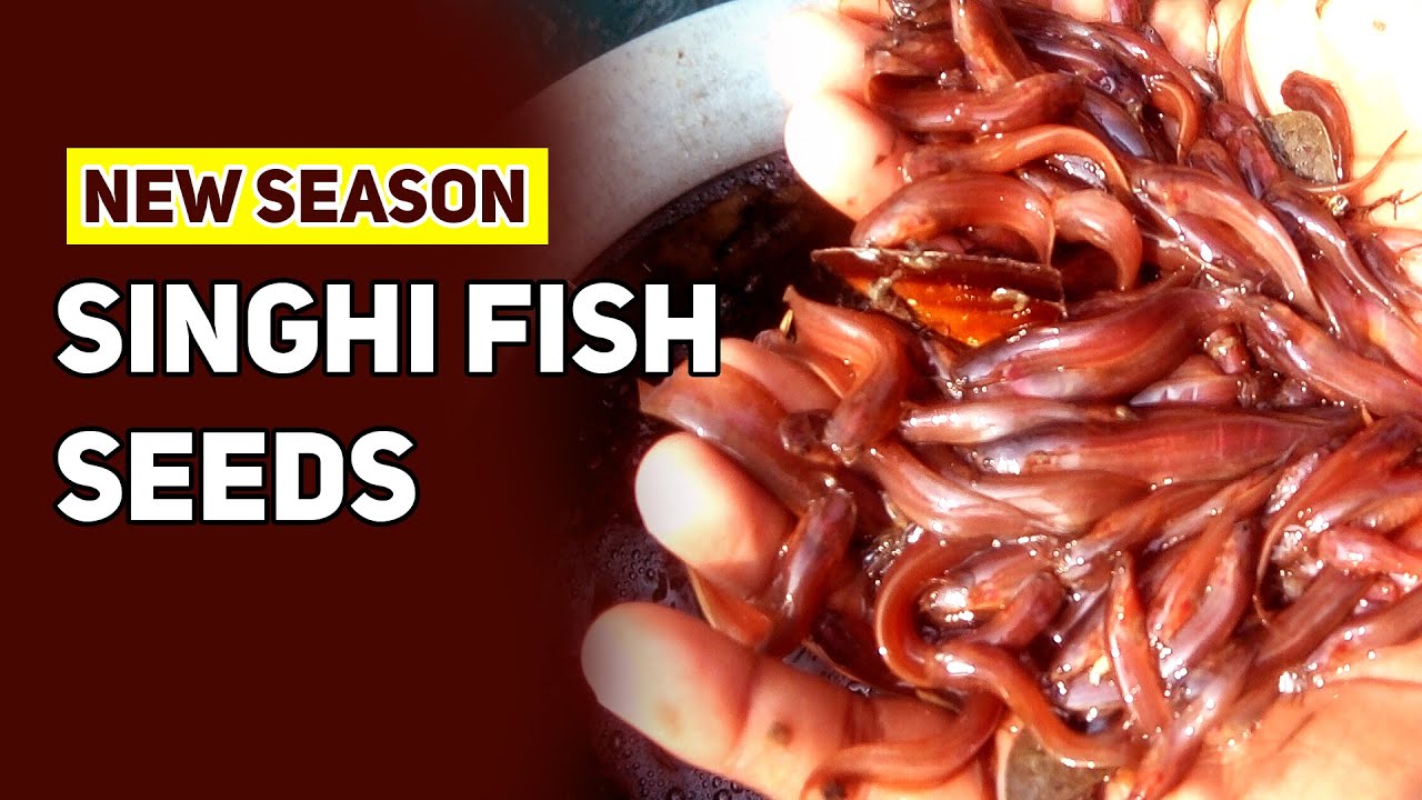New Season Singhi Fish Seed supply at best price - Watch How Singhi ...