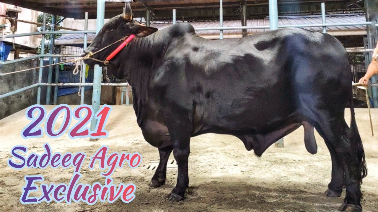 Sadeeq Agro 2021 Exclusive | Heavy Weight Bull Showdown | New ...