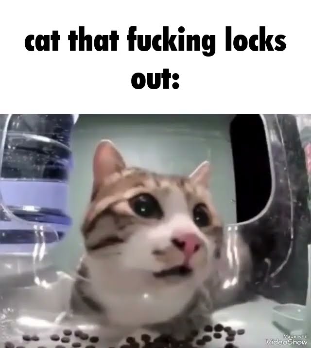 Cat locks out #mrfresh #cat #cute - YouTube