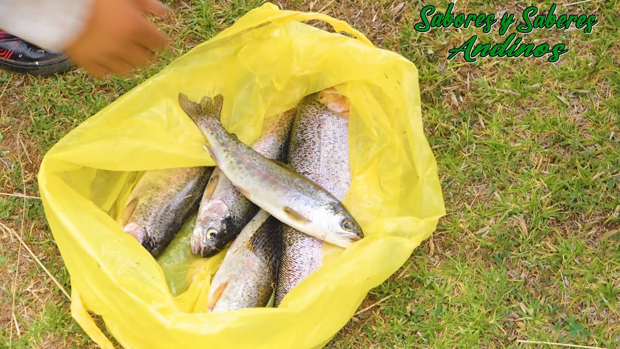 Pescando trucha en los rios de azangaro puno peru - YouTube