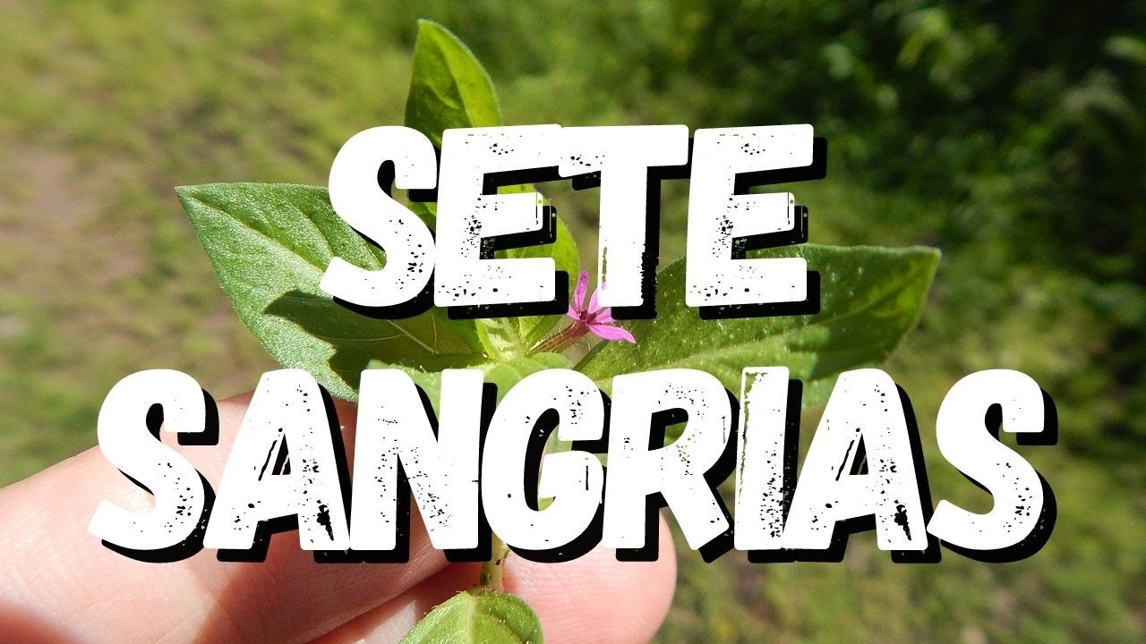 Sete Sangrias: Um Guia Completo Desta Planta! - YouTube