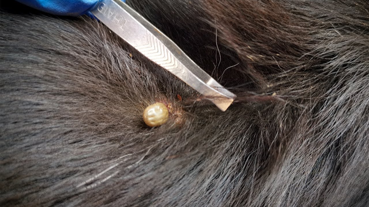 The Big Ticks On Dog Is Removed - Remove Giant Ticks From Dog Using ...