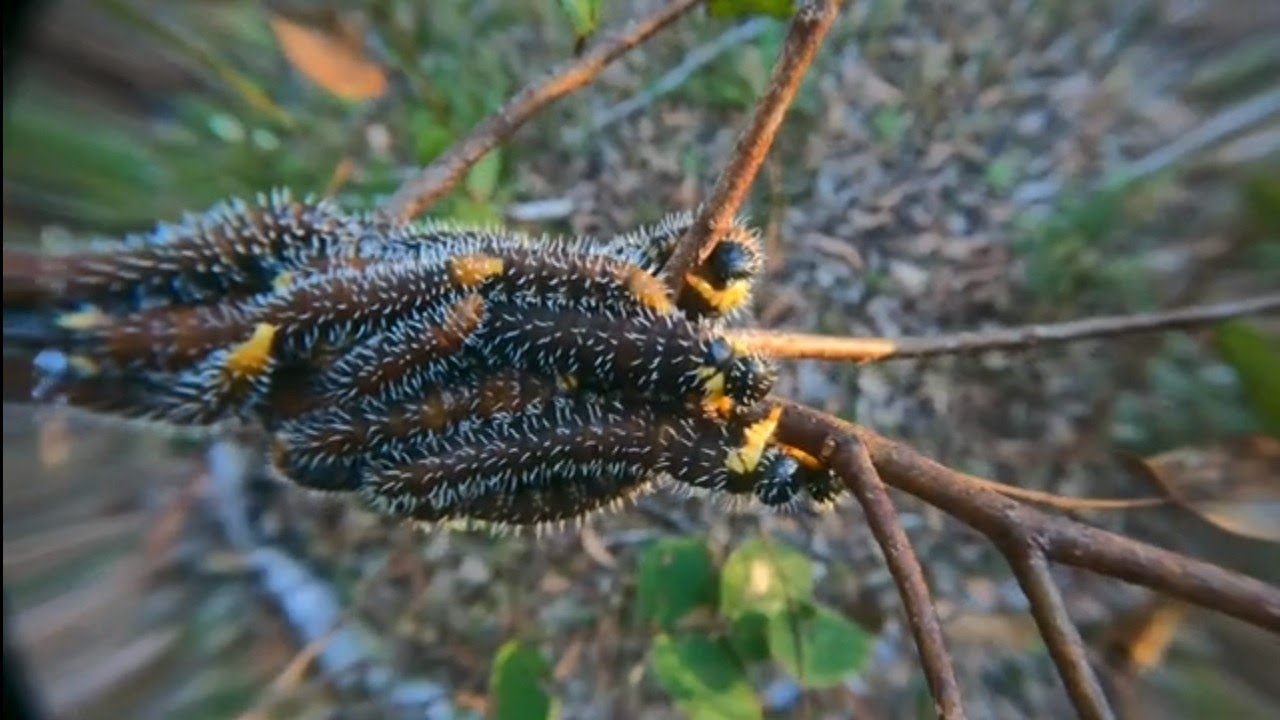 Discover the Incredible Insects of Girraween: Acid-Shooting Wasps and ...