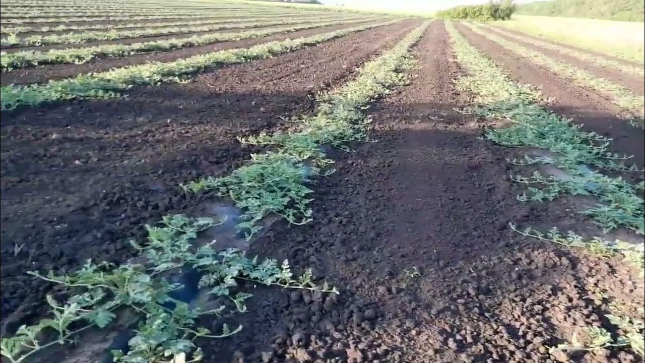 Арбуз талисман - YouTube