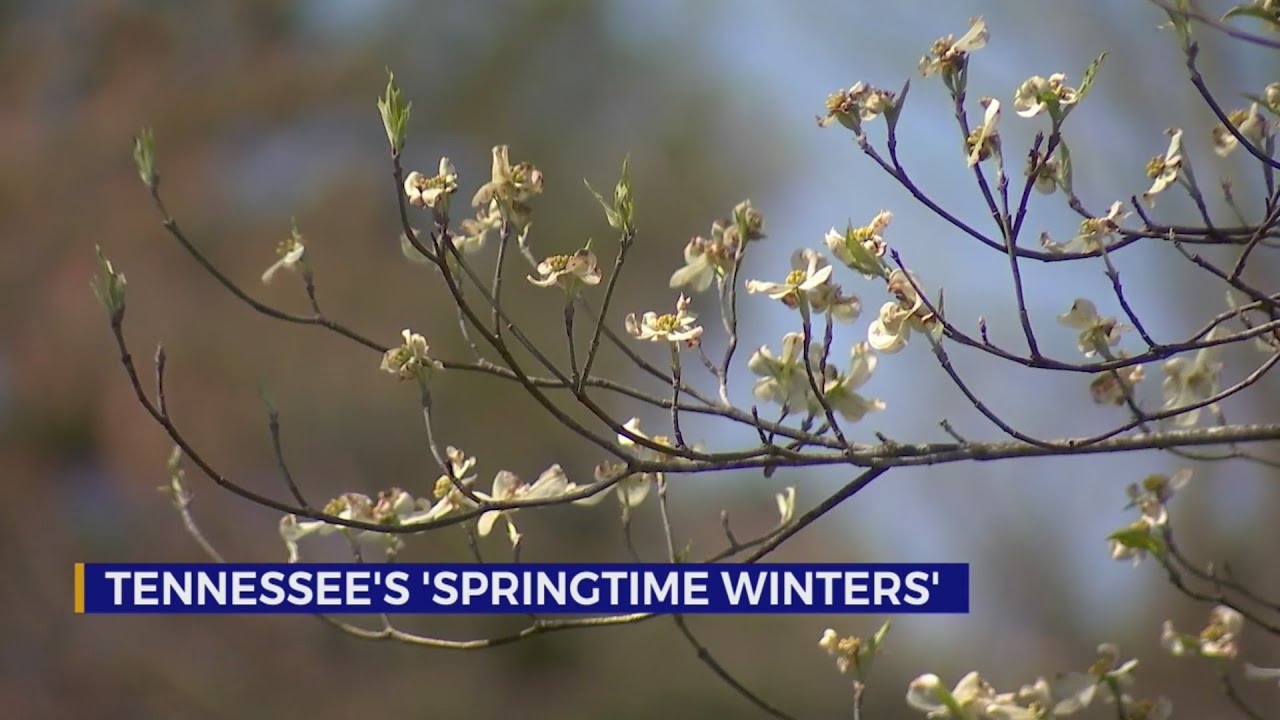 Tennessee's 'Springtime Winters' - YouTube