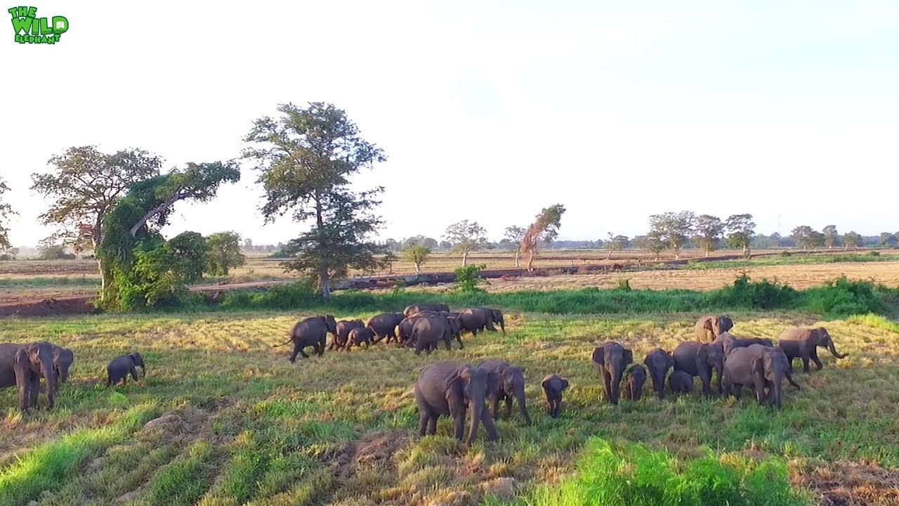 Drone footage captured how amazing elephants are - YouTube