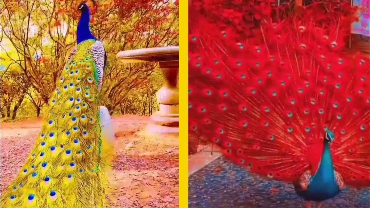 THE PEACOCK = MOYUR = OMG NATURE BIRD =93 - YouTube