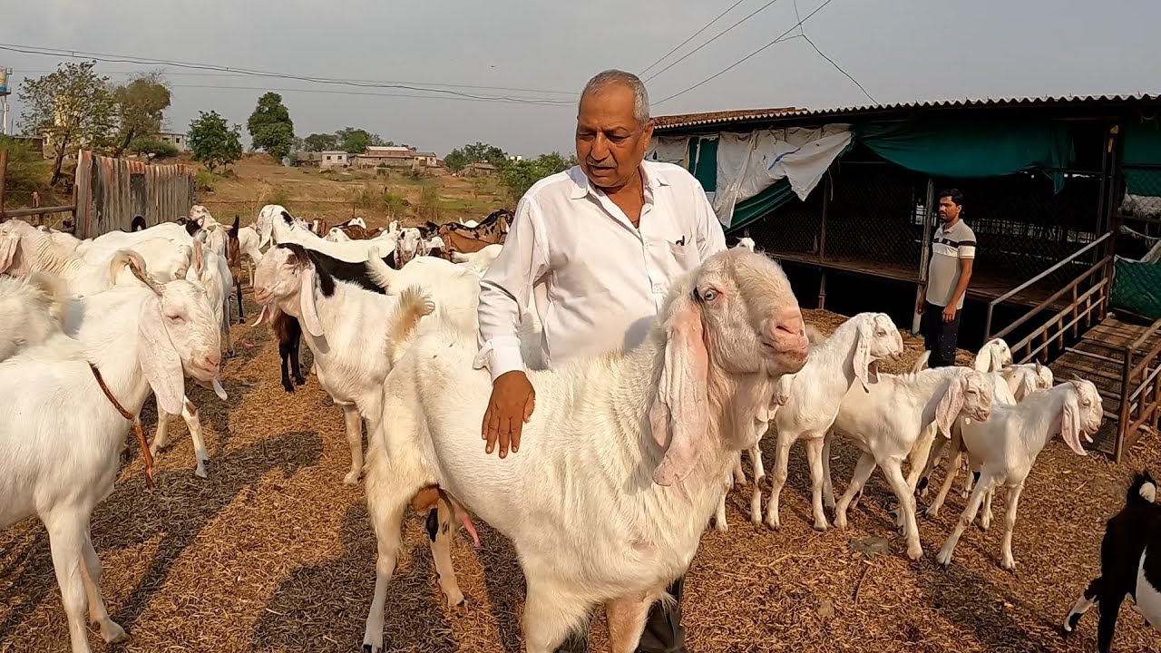 बकरी ईद स्पेशल (60-100 kg बोकड )- S.P.GOT FARM Mahagaon Near Pawna Dam ...