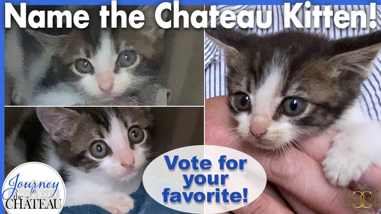 NAME the CHATEAU KITTEN! Vote from the Final Top 10 List of Names ...