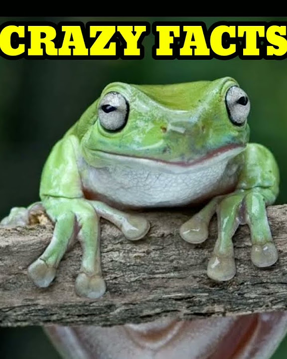 Crazy Facts About Frogs world Frog s Day unknownfacts crazy-facts-about-frogs-world-frog-s-day-unknownfacts