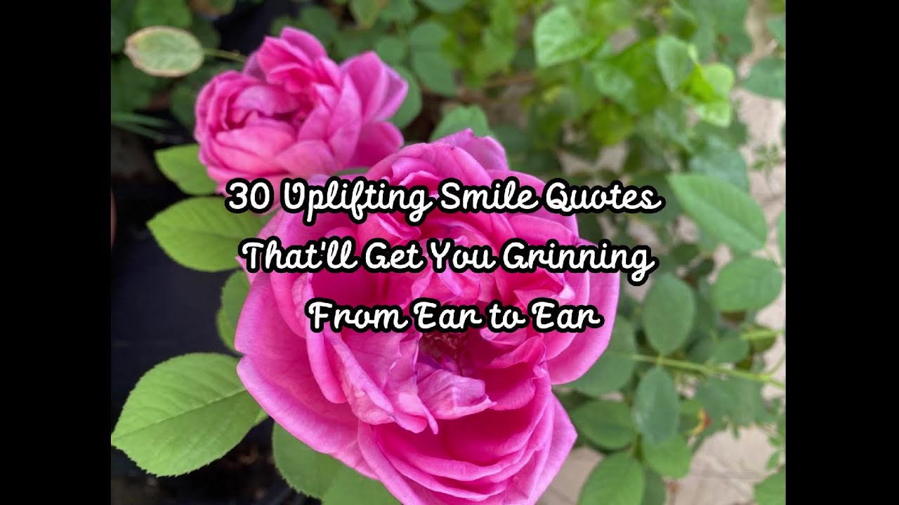 30 Uplifting Smile Quotes That'll Get You Grinning From Ear to Ear ...