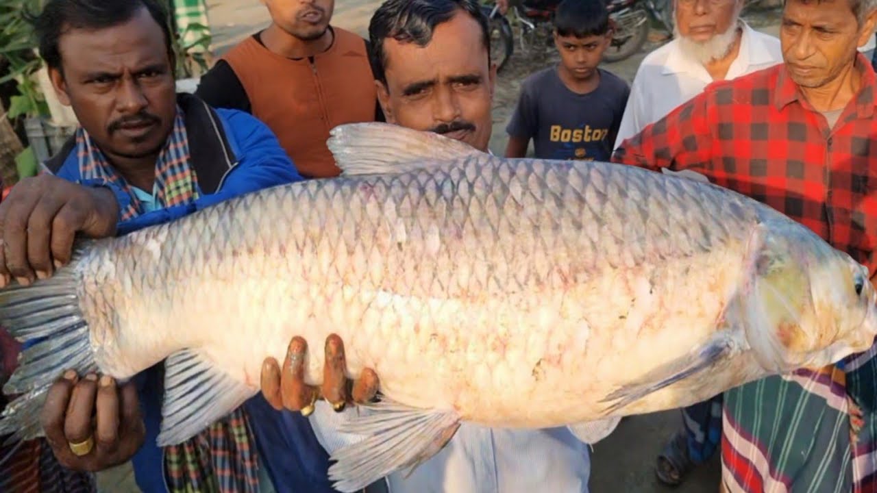পদ্মার বিশাল একি মাছ😱মাথা নষ্ট দামে বিক্রি হলো দেখুন 😱Big Padma river ...