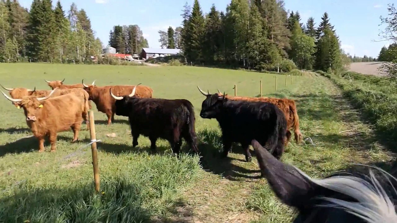 Working with the cows - YouTube