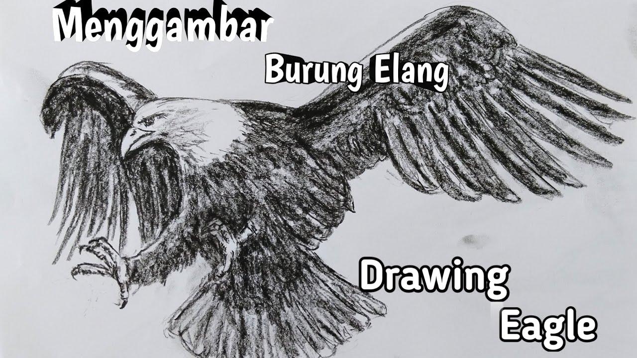 Menggambar Burung Elang 3D ( Drawing Eagle 3D ) - YouTube