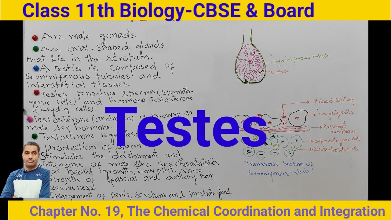 Testes|| Class 11th Biology - YouTube