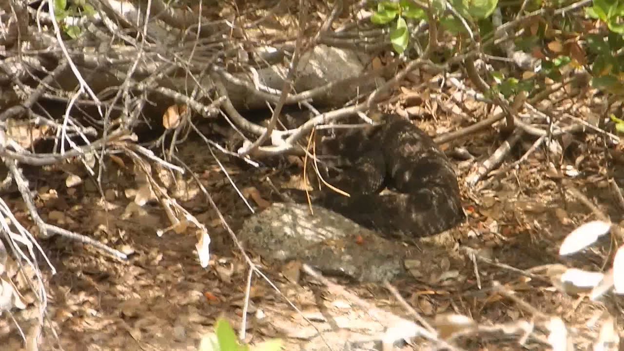 Black Rattler on Rubicon trail - YouTube